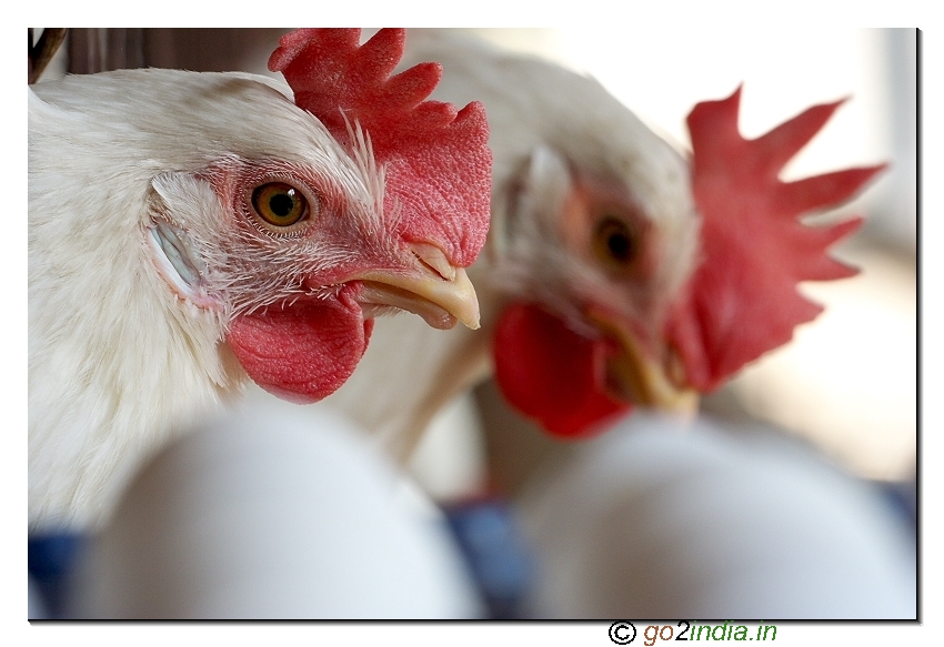 go2india.in : Indian layer hen