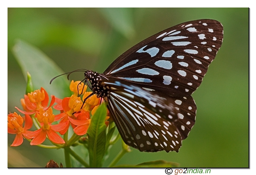 go2india.in : Glassy Tiger Butterfly