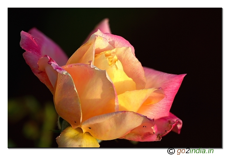 go2india.in : Rose flower from 150mm Sigma macro lens