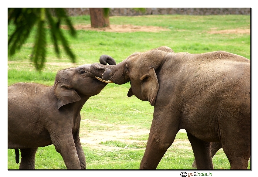 go2india.in : Elephants playing
