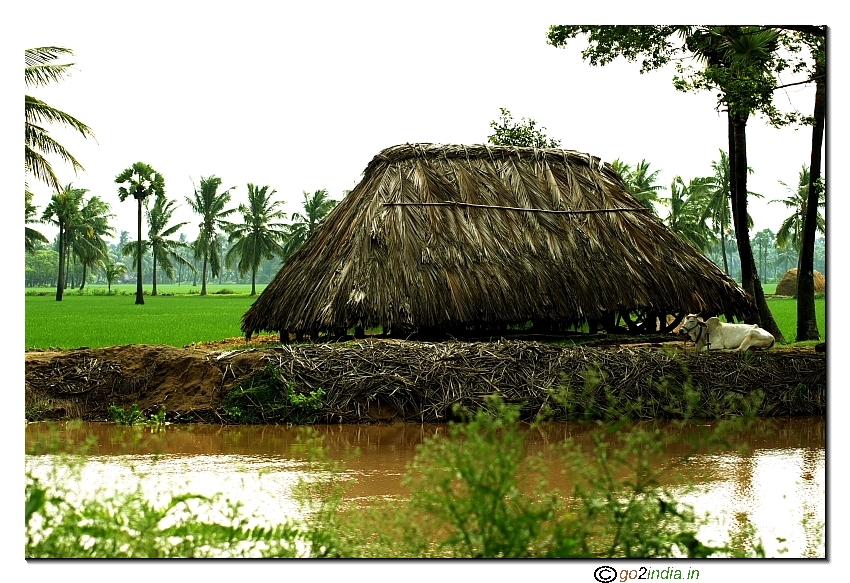 go2india.in : Village scene paddy field in Kona seema, East Godavari ...
