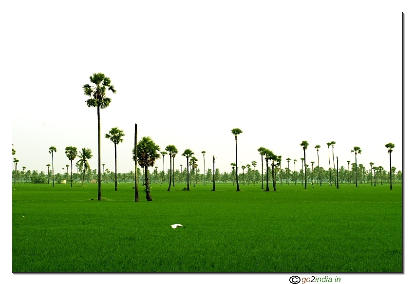 go2india.in : Paddy field and oak trees in East Godavari district (Kona ...