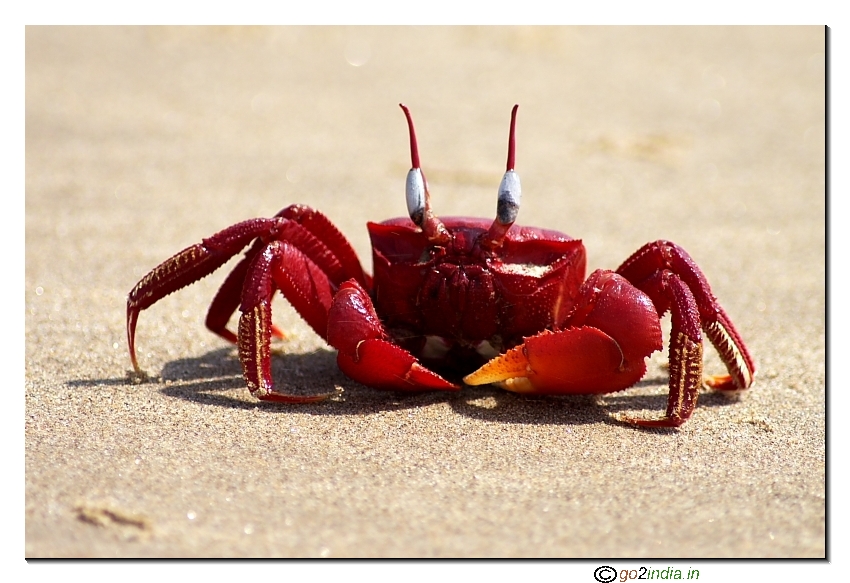 go2india.in : Front view Red crab at Antarvedi Andhrapradesh India