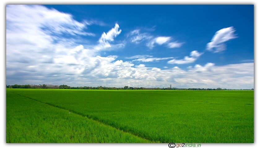 go2india.in : Indian paddy field village scene