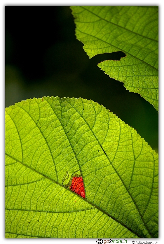 go2india.in : Leaves having red spot on a tree