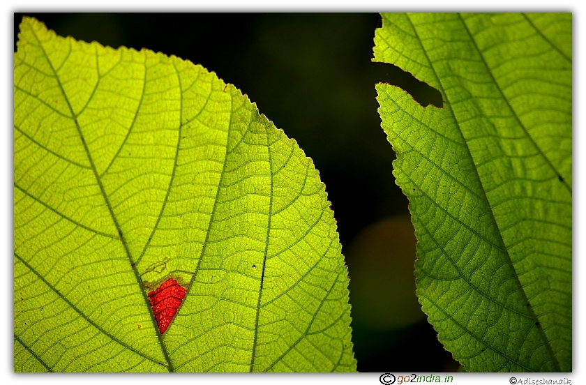 go2india.in : Red spots on the leaves of a tree
